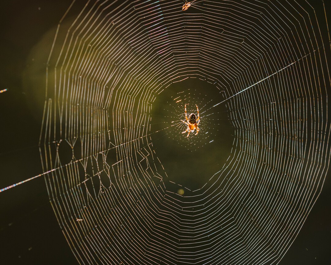 Backlit Spider Halfway Lake 8x10 Photography Print - Etsy