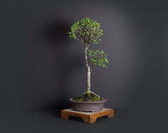 Bonsai tree | Etsy