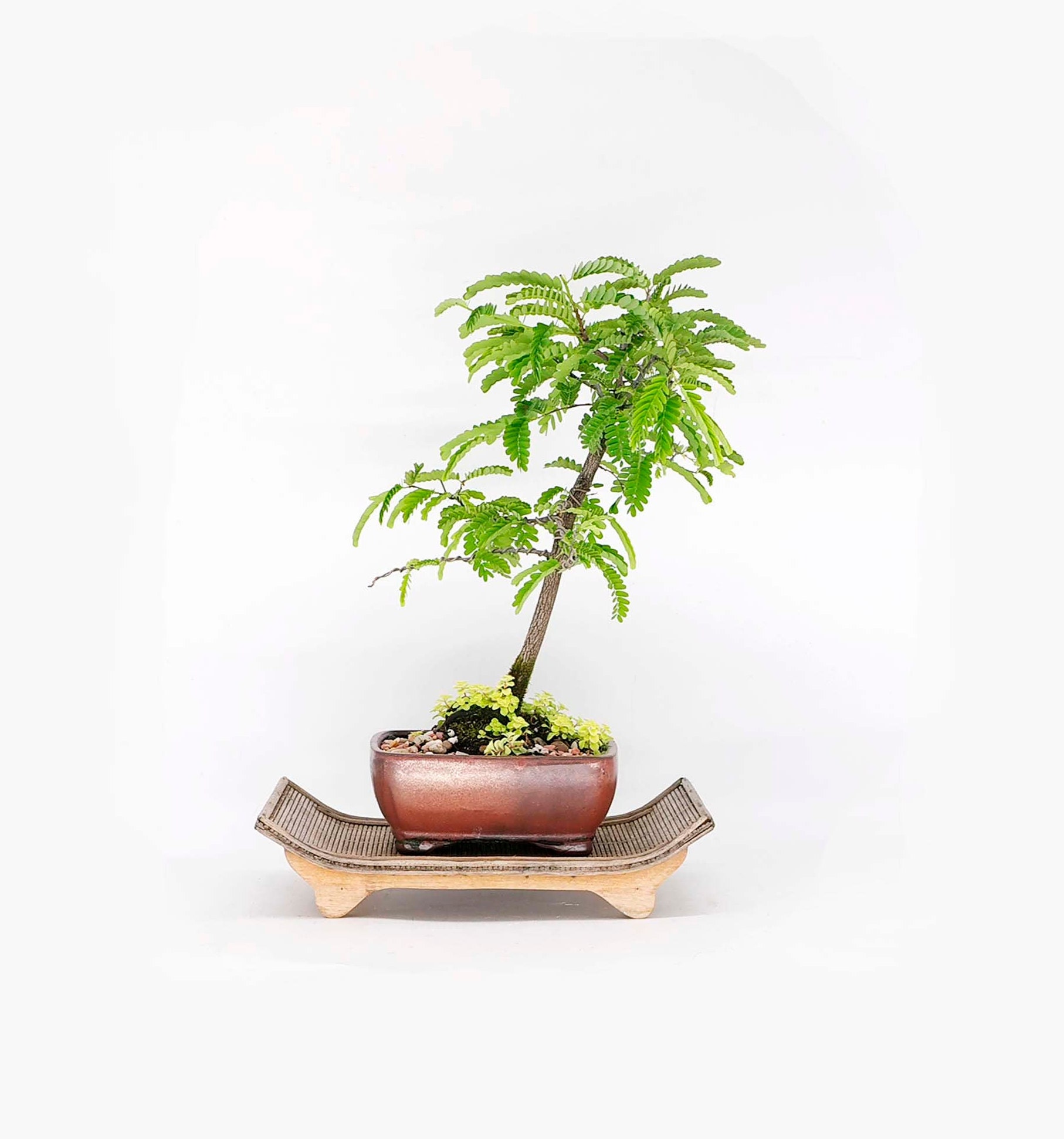 Tamarindus Indica Bonsai