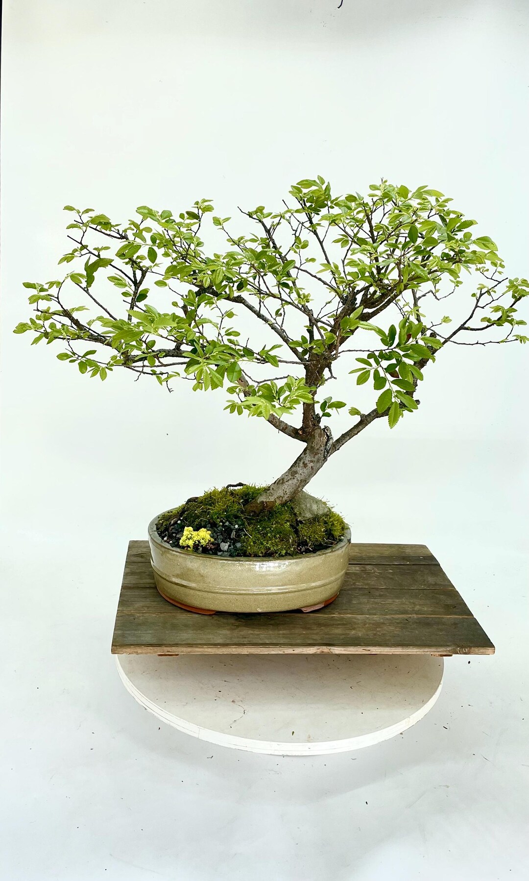 Drake Elm Bonsai Tree, "natures Beauty" Collection From Live Bonsai ...