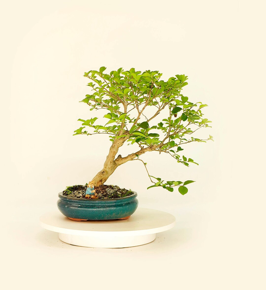 Crape Myrtle Bonsai Tree, "serious Responsibility" Collection From Live ...
