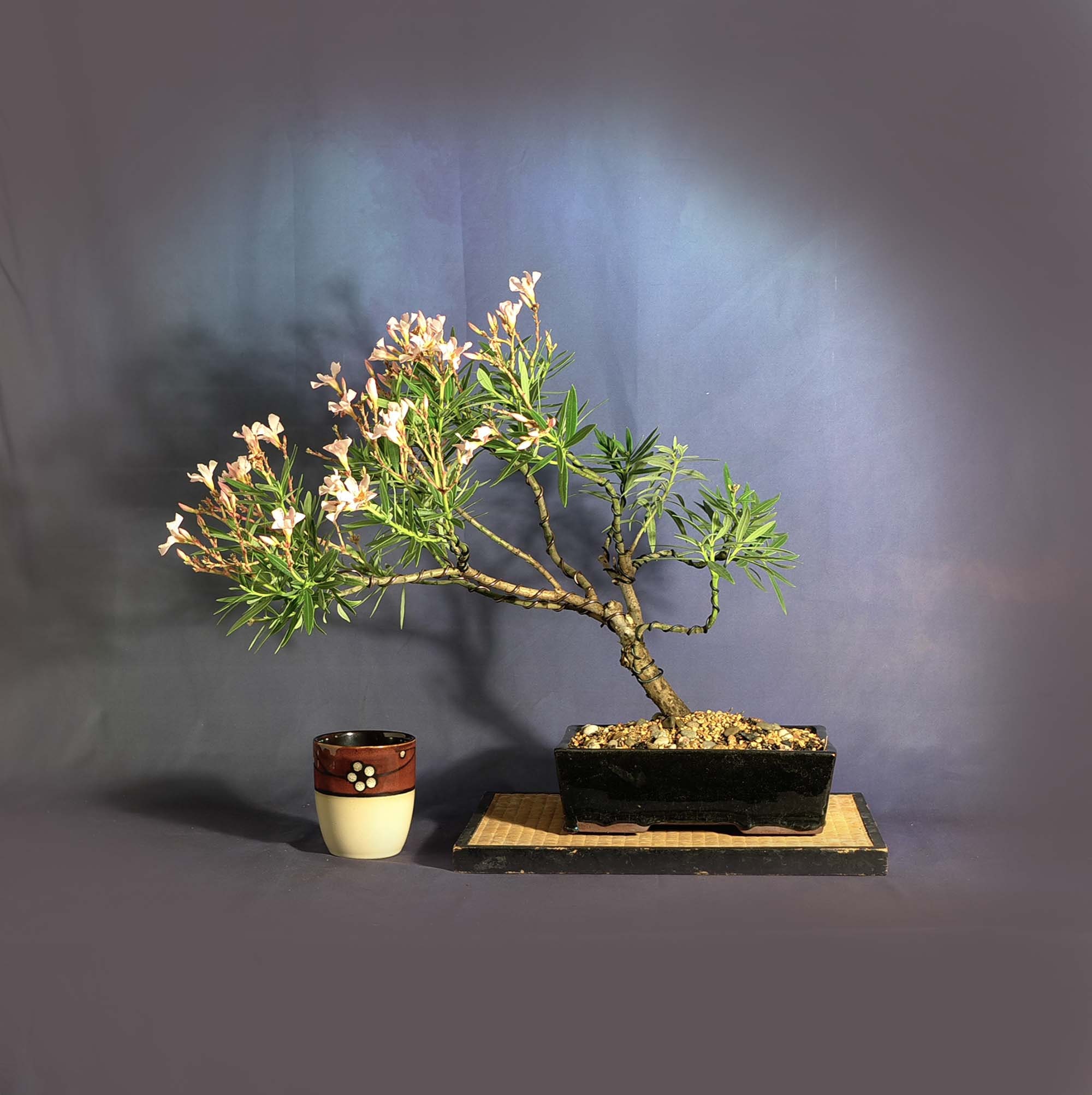 Outdoor & Gardening Home & Living Oleander bonsai tree Original ...
