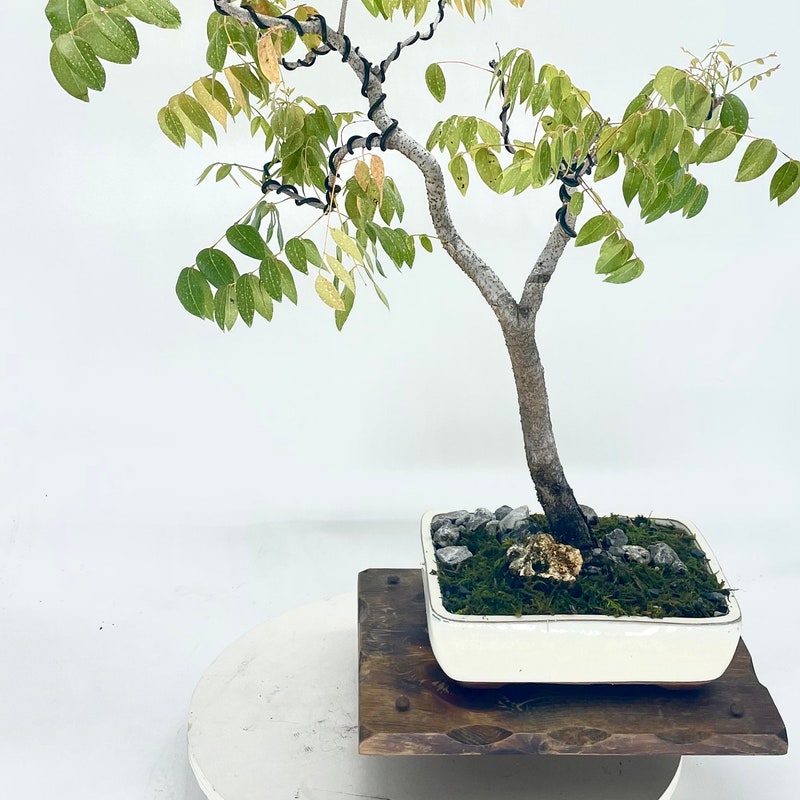 Bonsai Tree Live - Etsy