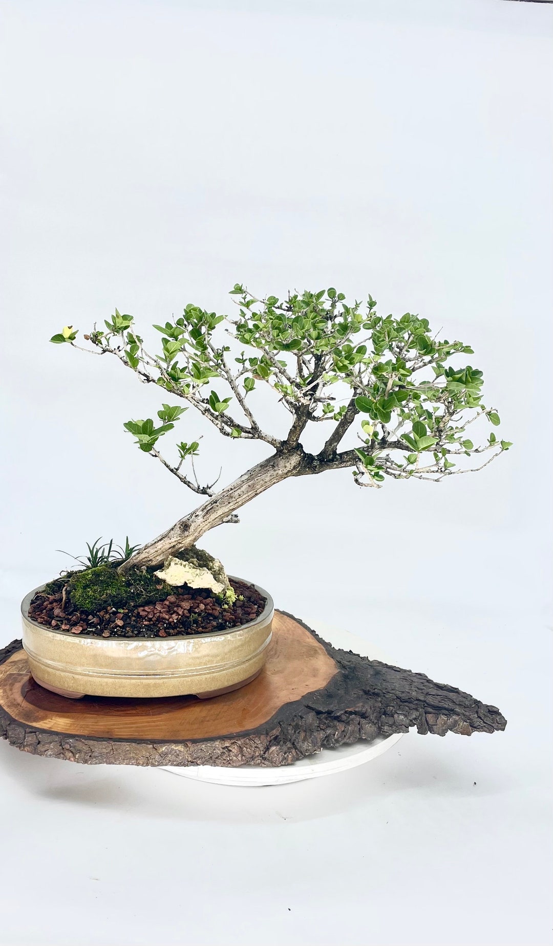 Premna Bonsai Tree, "focal Point" Collection From Live Bonsai Tree - Etsy