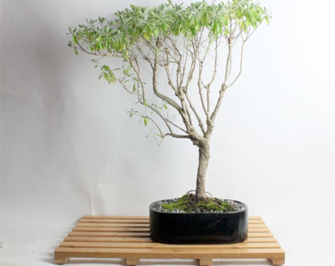 Texas Sage Bonsai Tree by Livebonsaitree - Etsy