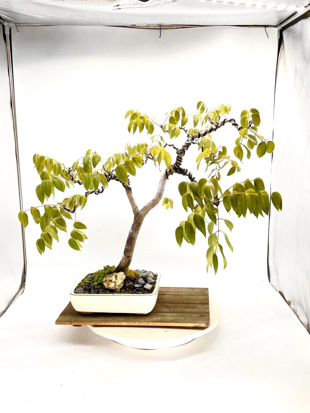 Caribbean Red Mahogany Bonsai Tree, "wiring Masterclass" Collection ...