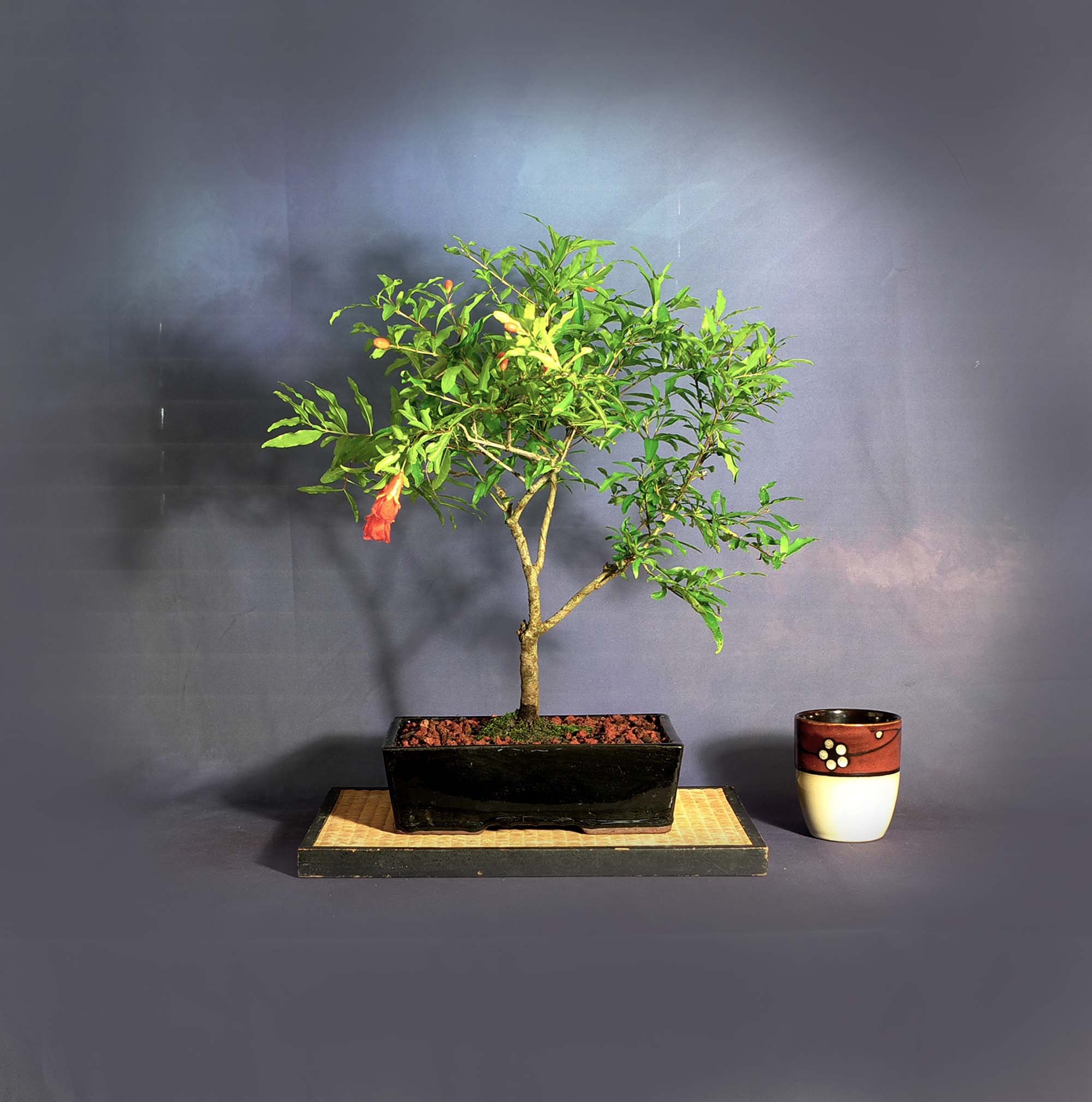 Pomegranate Tree Bonsai