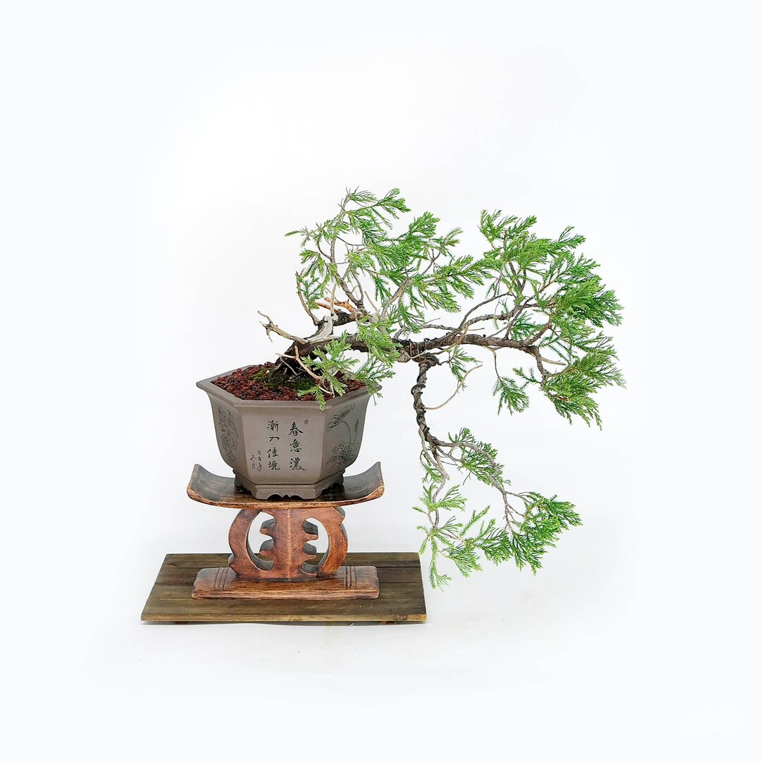 Juniper Parsoni Bonsai Tree, botanical Dance Collection From ...