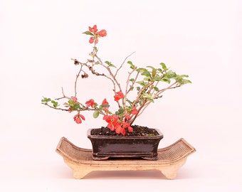 Quince Tree Bonsai - Etsy