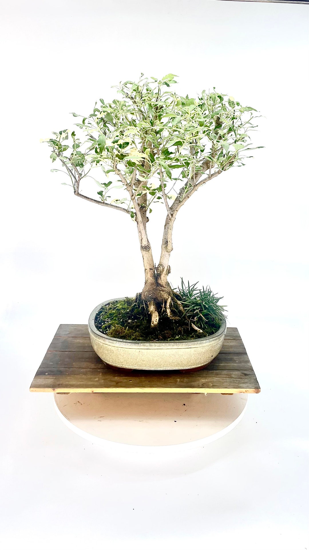 Chaste Bonsai Tree, "rewarding Hobby" Collection From Livebonsaitree - Etsy