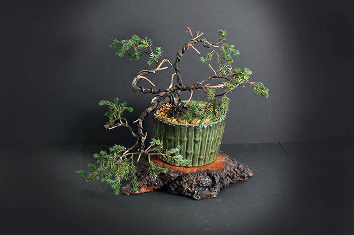 Blue Juniper Bonsai Tree