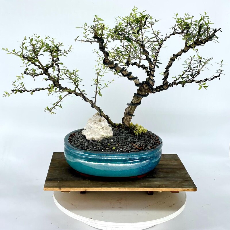Real Bonsai Tree - Etsy