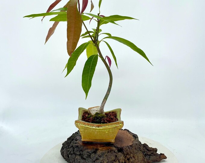 Rare Dwarf Thai Mango Bonsai Tree, "tropical Exotics" Collection From ...