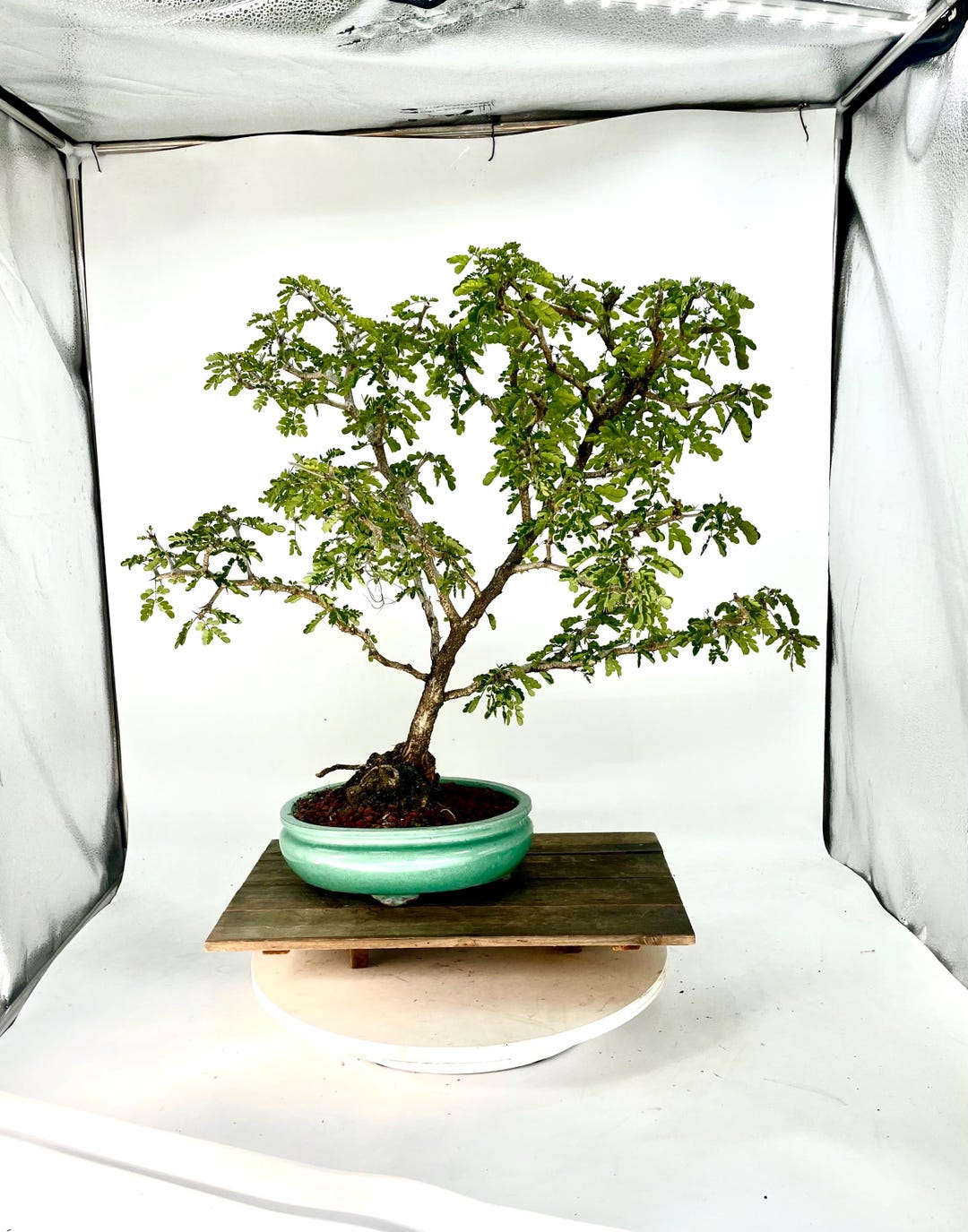 Texas Ebony Bonsai Tree, "wake up the World!" Collection From Live ...