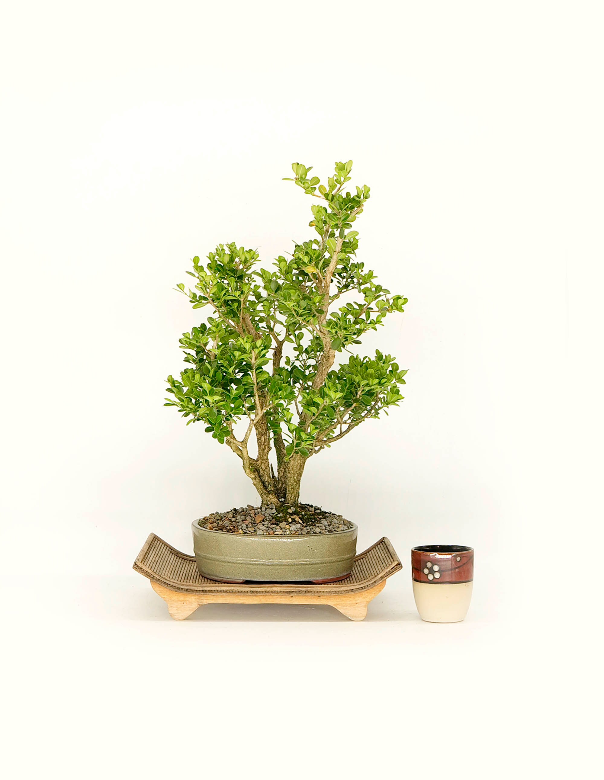 Boxwood Bonsai Tree