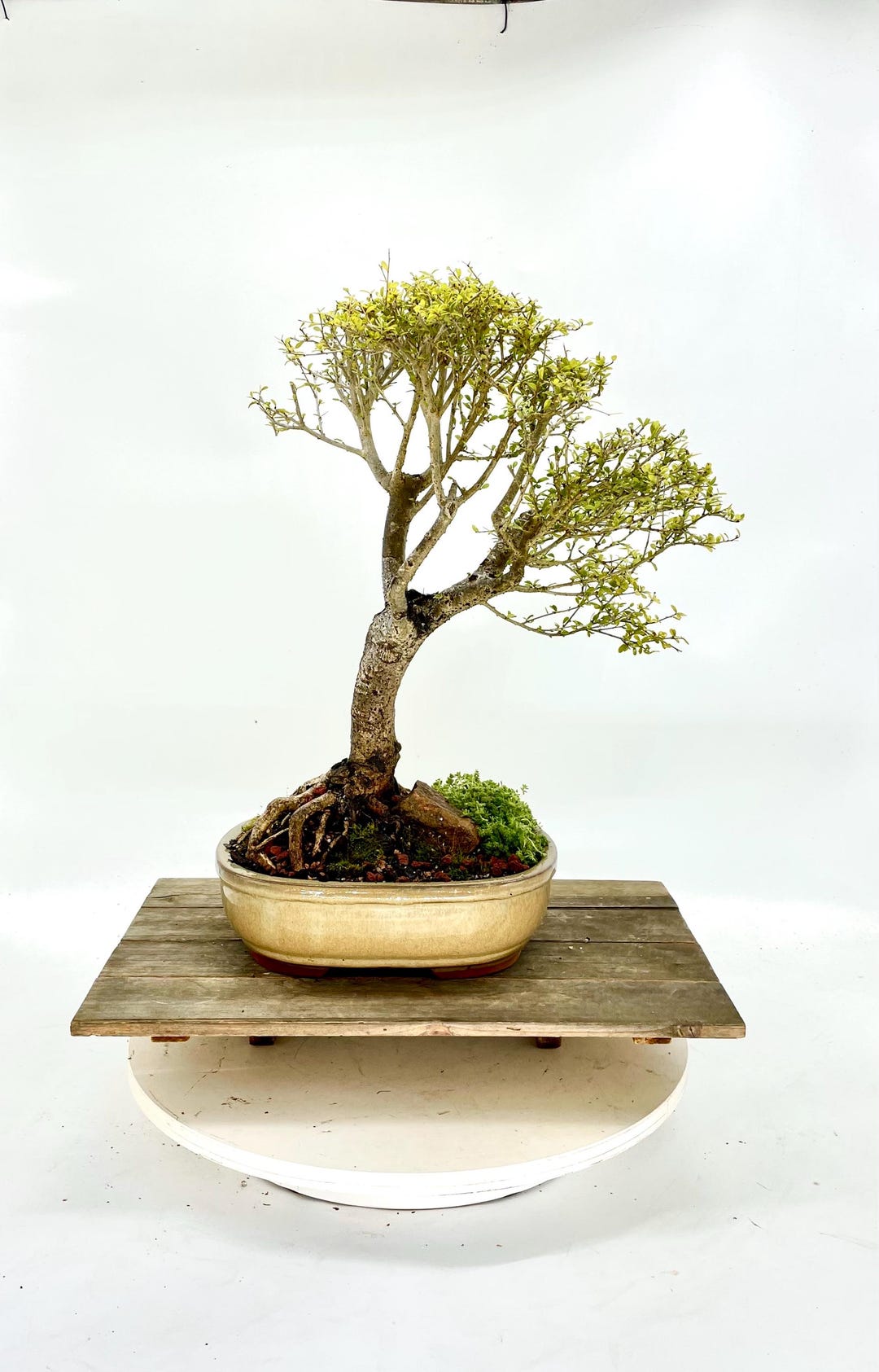 Mature Neea Buxifolia Bonsai Tree: Puerto Rican Boxwood - Etsy