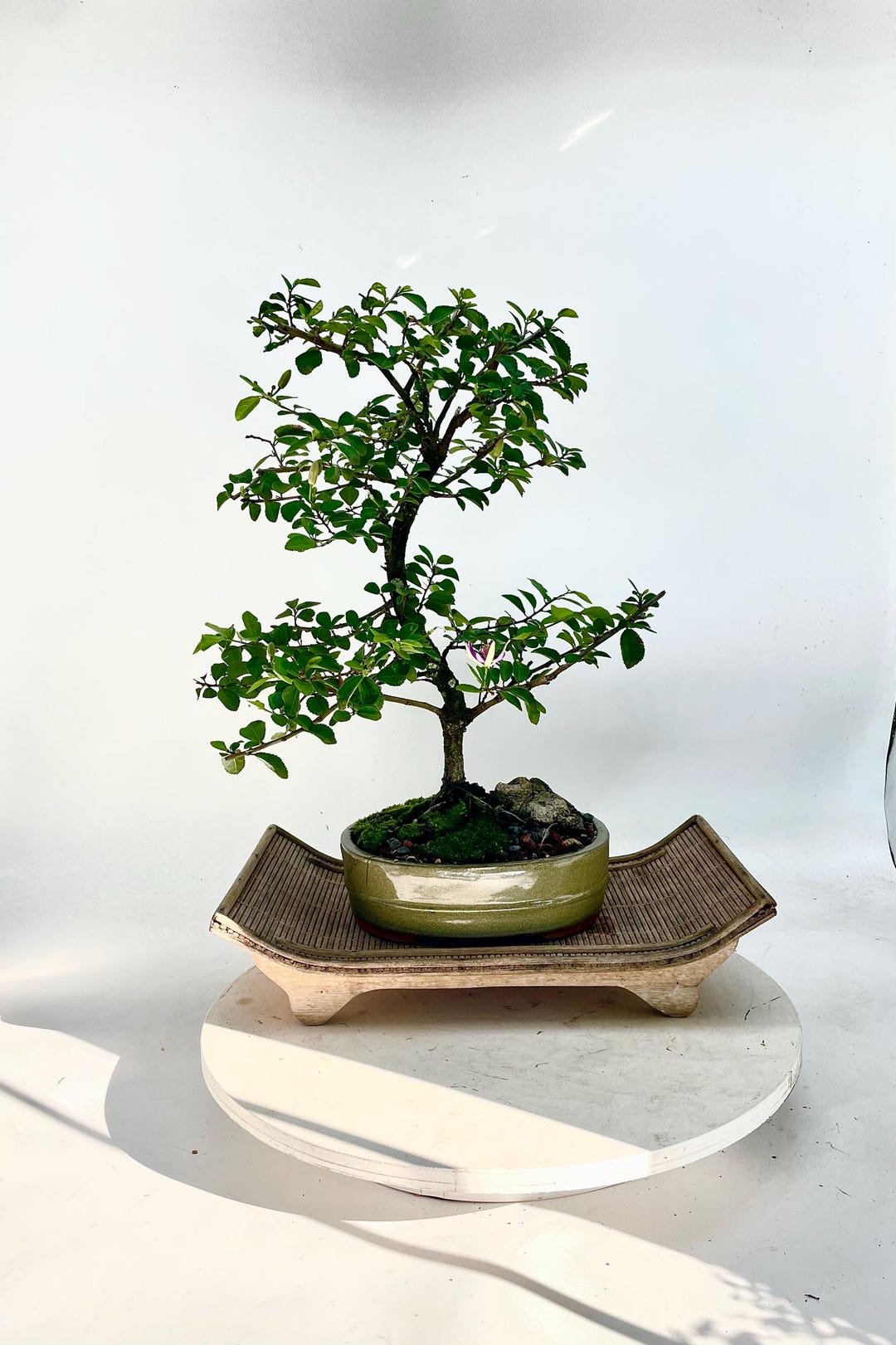 Lavender Star Flower Bonsai Tree, "eye Candy" Collection From ...