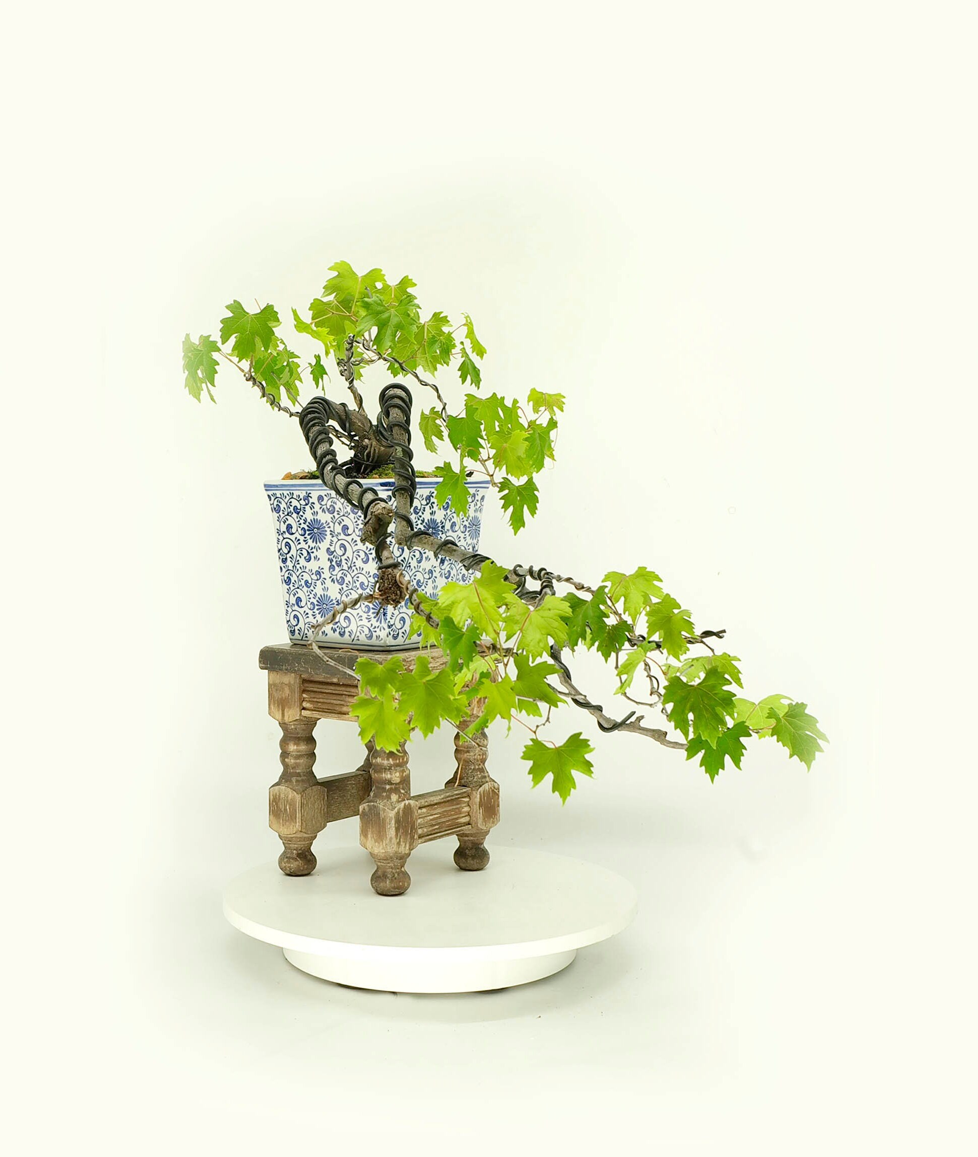 Grape Bonsai