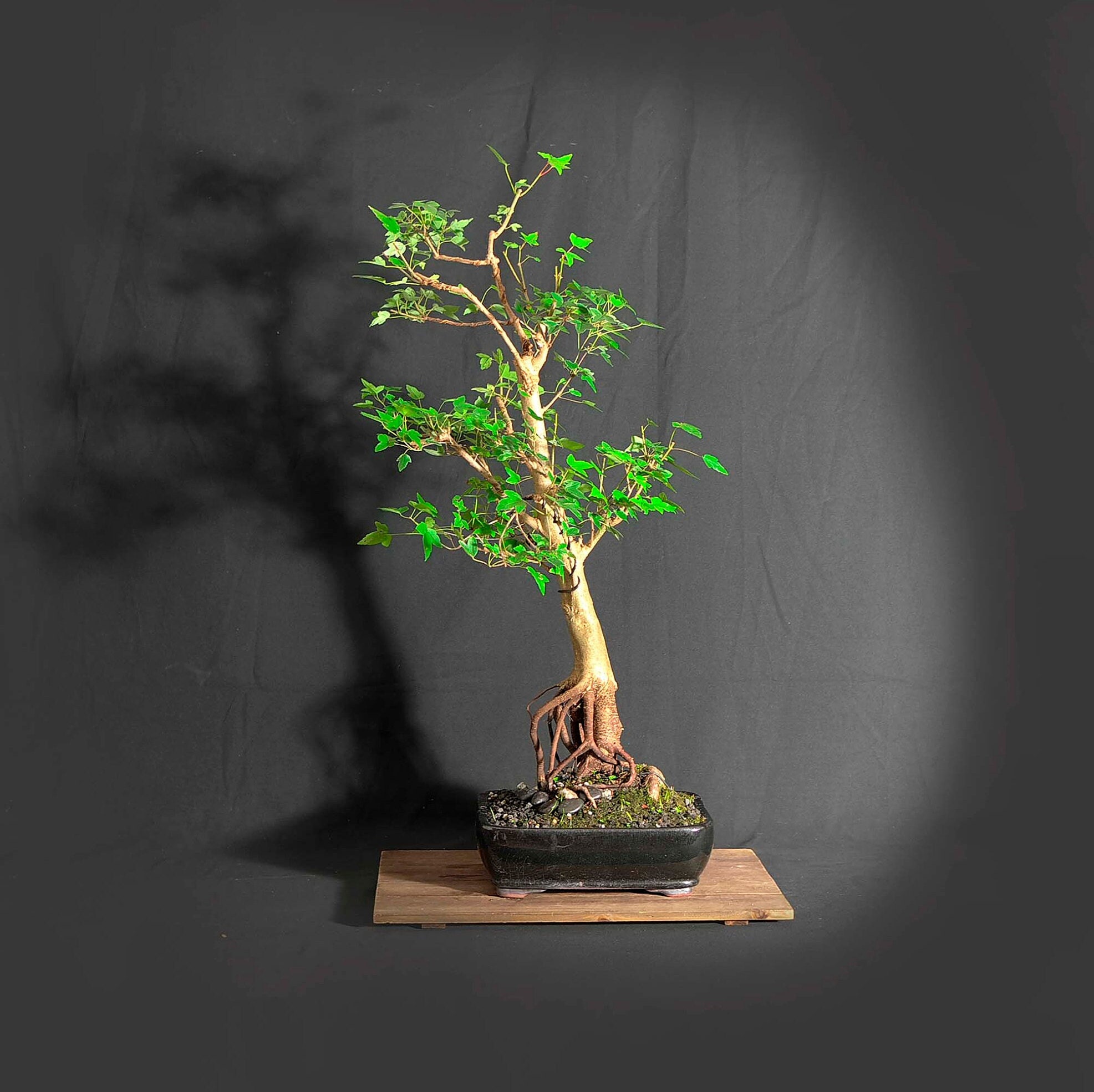Young Trident Maple Bonsai