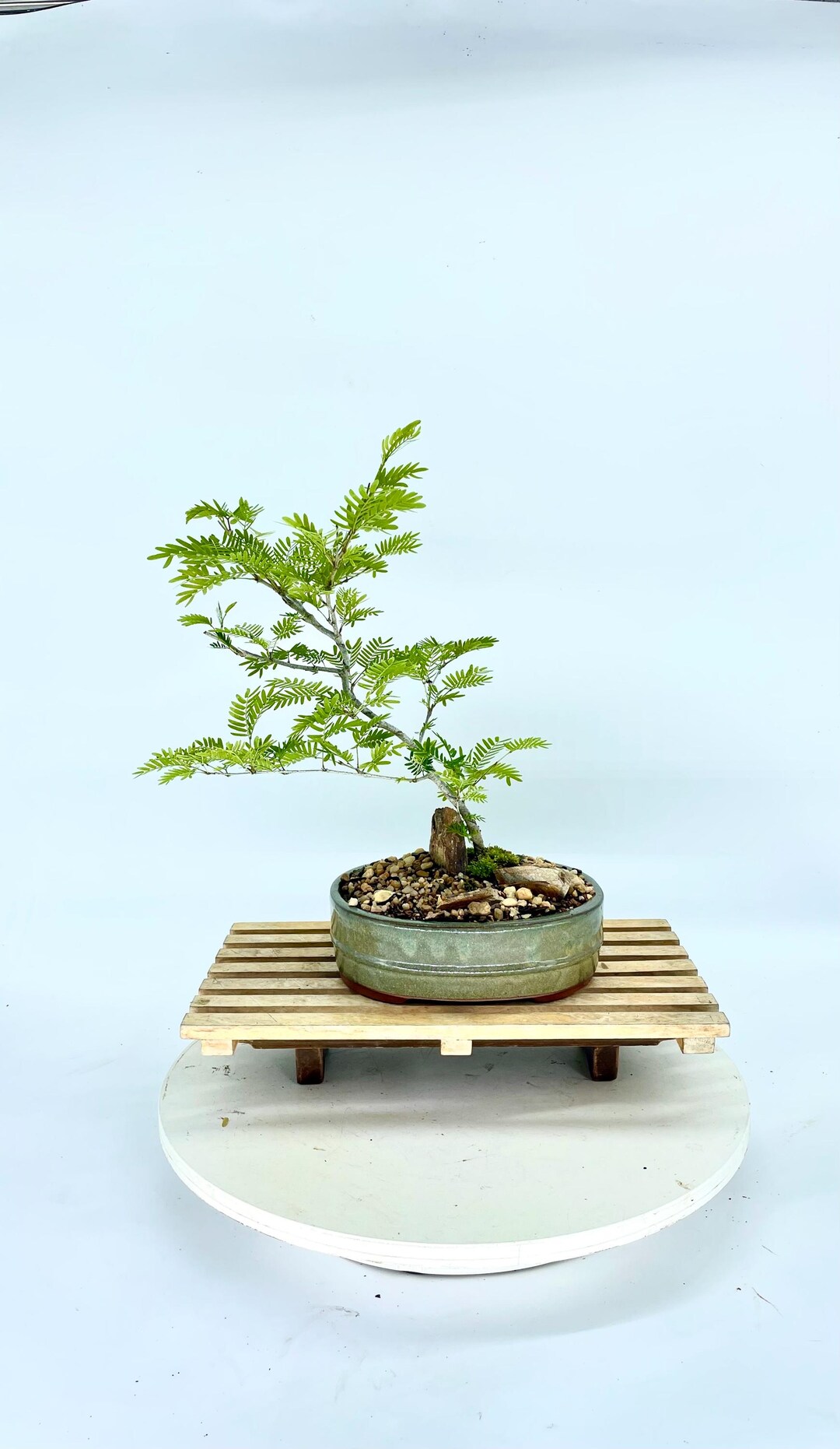 Surinamese Stick Pea Powder Puff Bonsai Tree little Bit of Joy ...