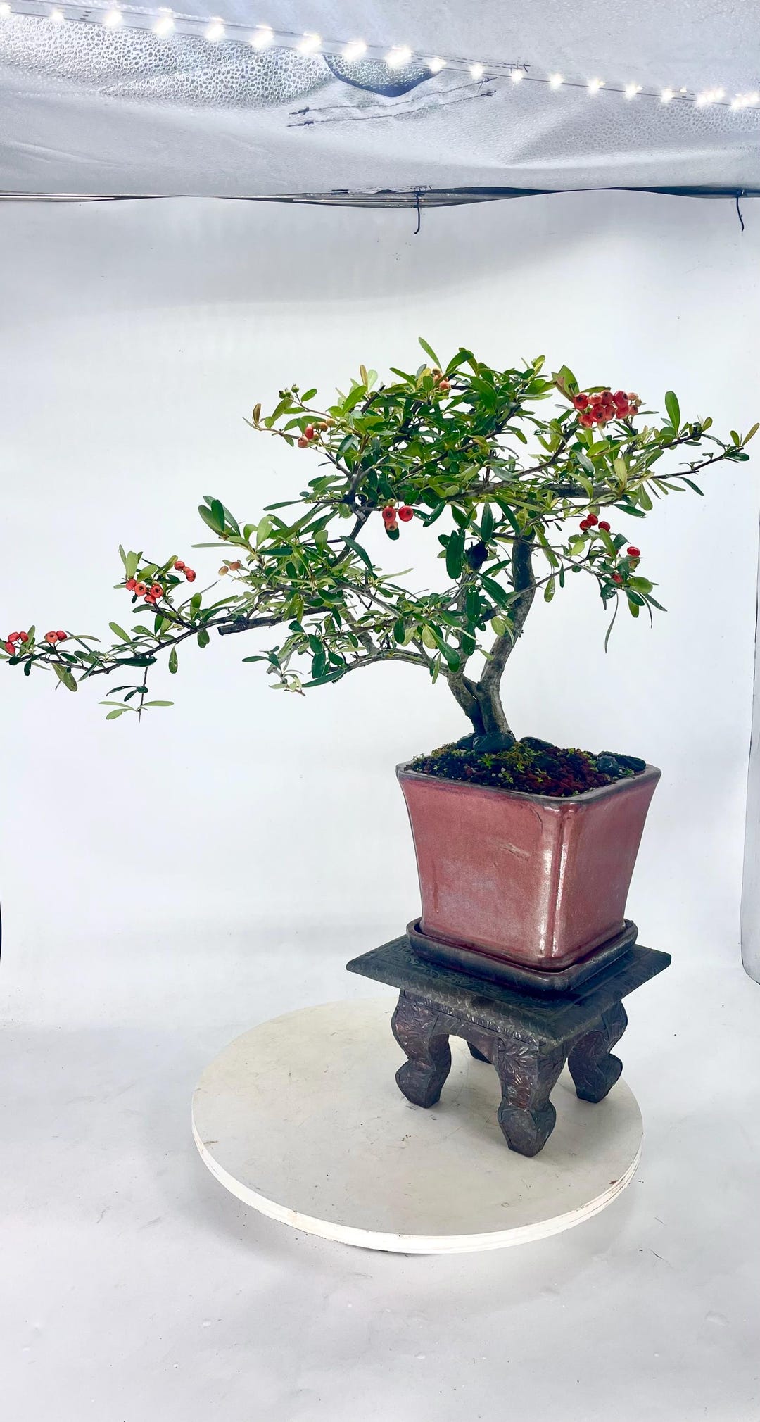 Firethorn Bonsai Tree, "come Home" Collection From Live Bonsai Tree - Etsy