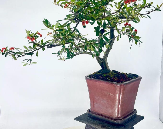 Firethorn Bonsai Tree, "come Home" Collection From Live Bonsai Tree - Etsy