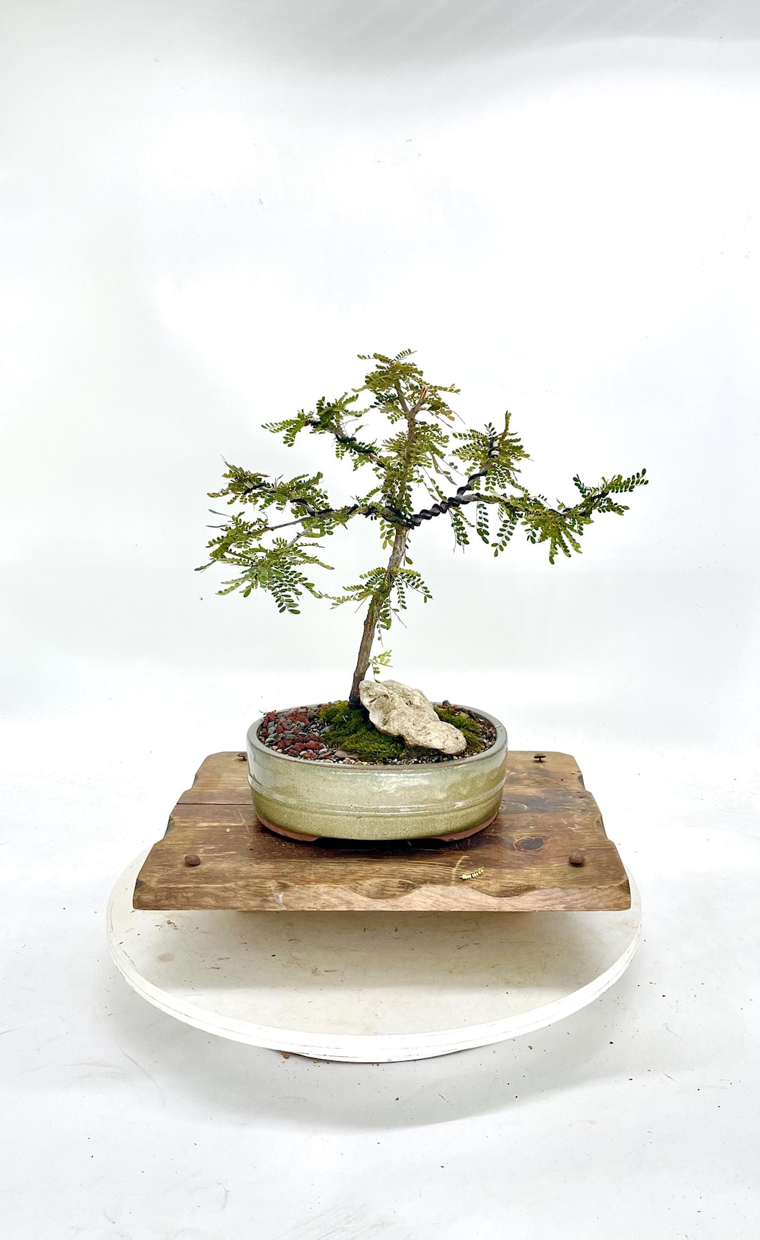 Desert Cassia Bonsai Tree: Showy Yellow Bloom in Glazed Pot - Etsy