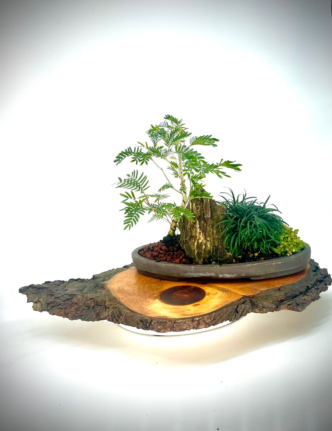 Surinamese Stick Pea Powder Puff Bonsai Tree little Bit of Joy ...
