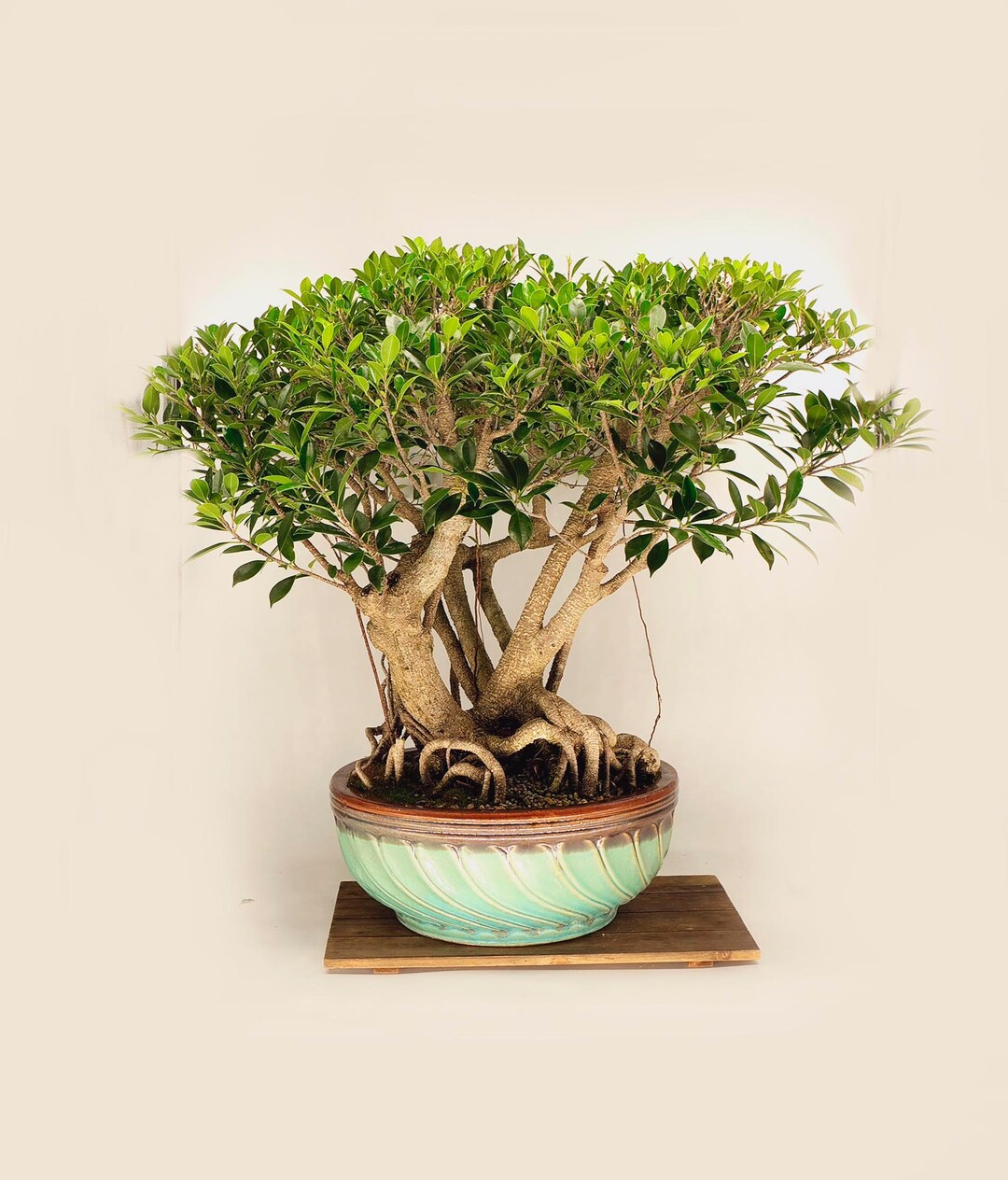 Mature Tiger Bark Fig Bonsai Tree, one of a Kind Collection From Live ...