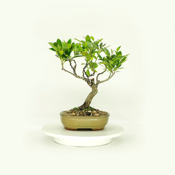 Live Bonsai Tree - Etsy