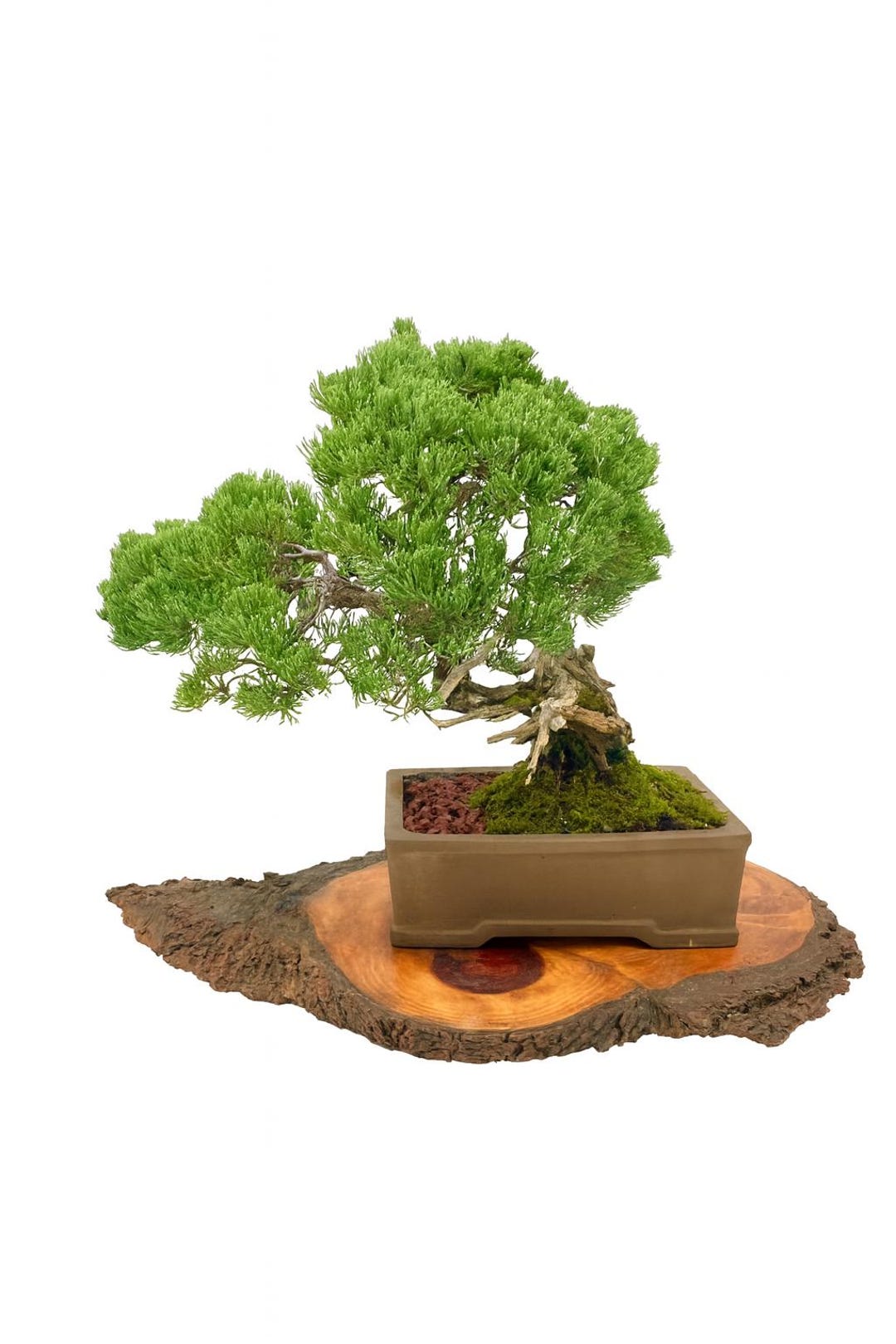 Japanese Dwarf Garden Juniper Bonsai | 25-year-old Mature Specimen With ...