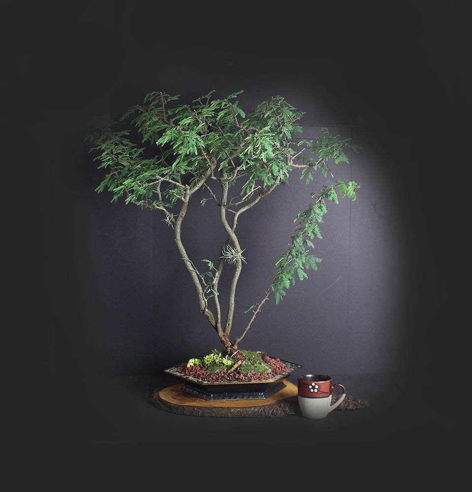 Acacia Bonsai Styles