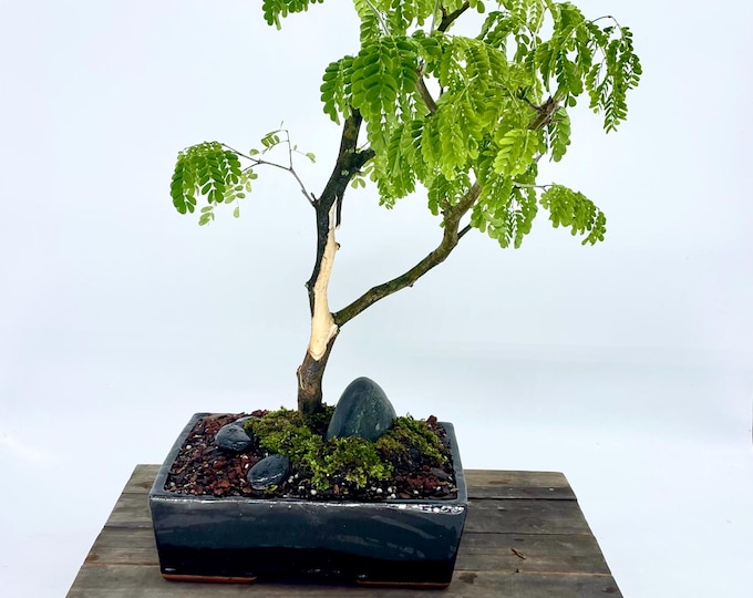 Rare Thornless Brazilian Raintree Bonsai Tree, "life Extension ...