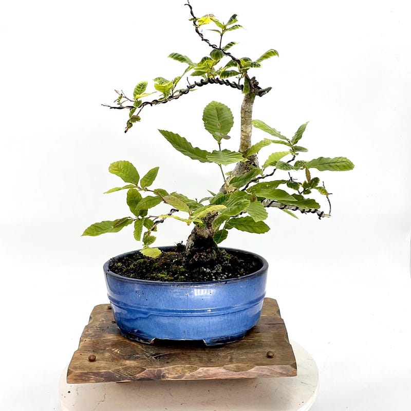 LiveBonsaiTree - Etsy