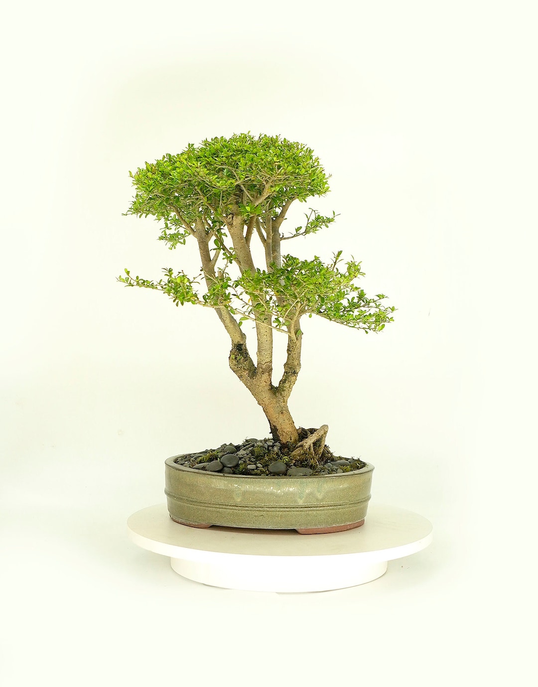 Mature Neea Buxifolia Bonsai Tree neea Experience - Etsy