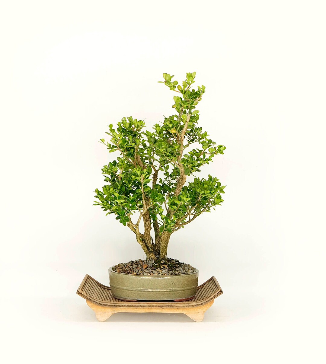 Japanese Boxwood Bonsai Tree family Heirloom - Etsy