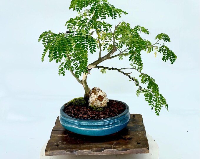 Rare Thornless Brazilian Raintree Bonsai Tree, "life Extension ...