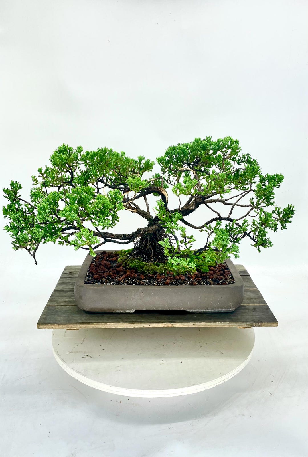 Dwarf Japanese Garden Juniper Bonsai Tree, "focal Point" Collection ...