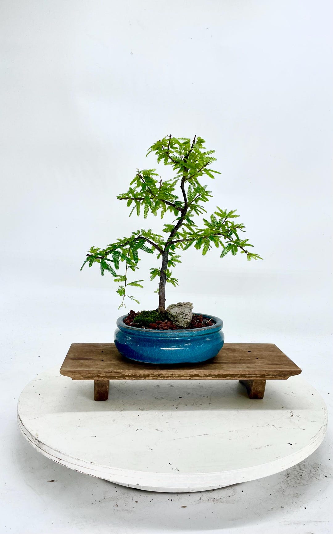 Dwarf Pink Powder Puff Bonsai Tree, Miniature Foliage, Glazed Pot - Etsy