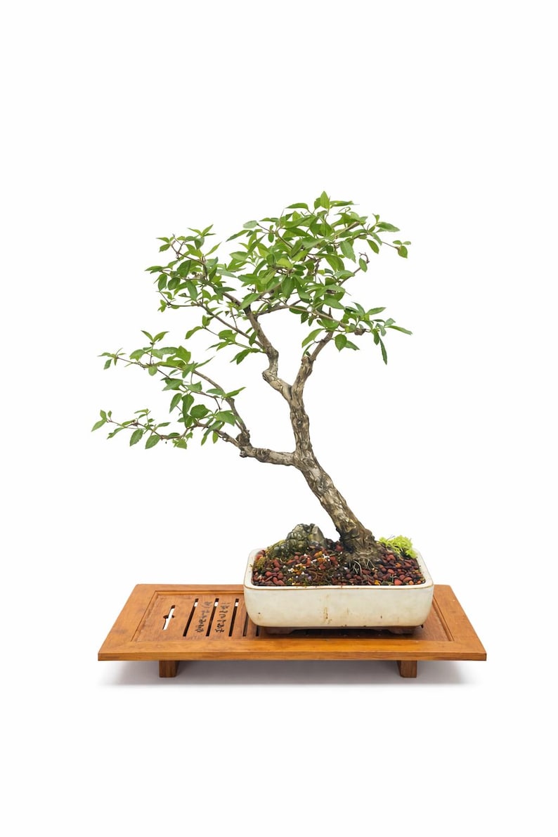 Mature Almond Bush Bonsai Tree: Flowering Specimen, Indoor/outdoor ...
