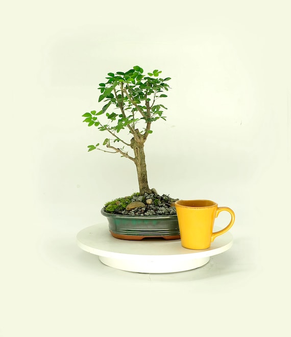 Tamarind Bonsai
