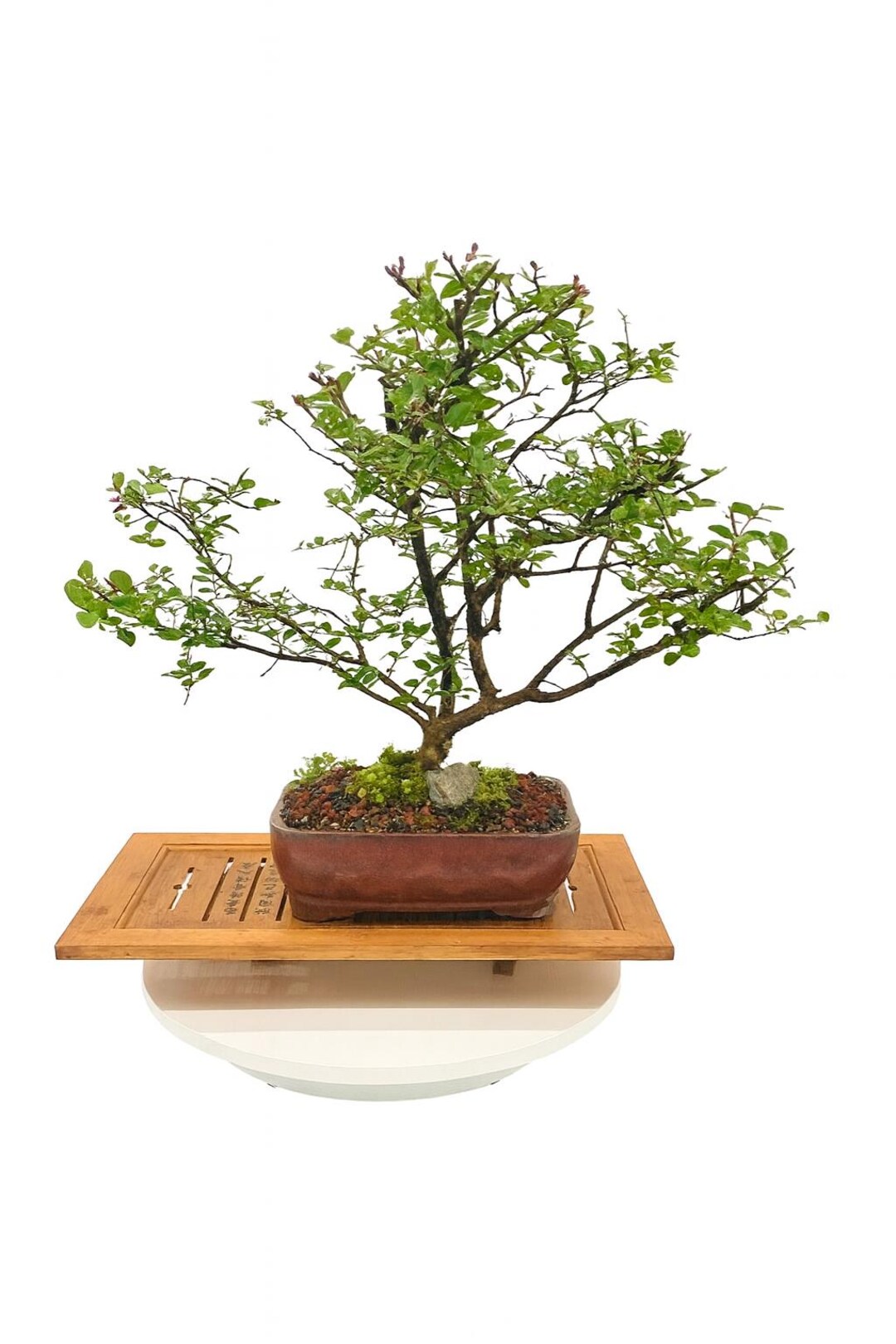 Rare Bellini Strawberry Crepe Myrtle Bonsai Tree – Dwarf Variety With ...
