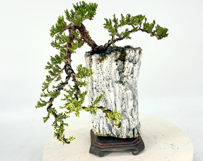 Dwarf Japanese Garden Juniper Bonsai Tree, "focal Point" Collection ...