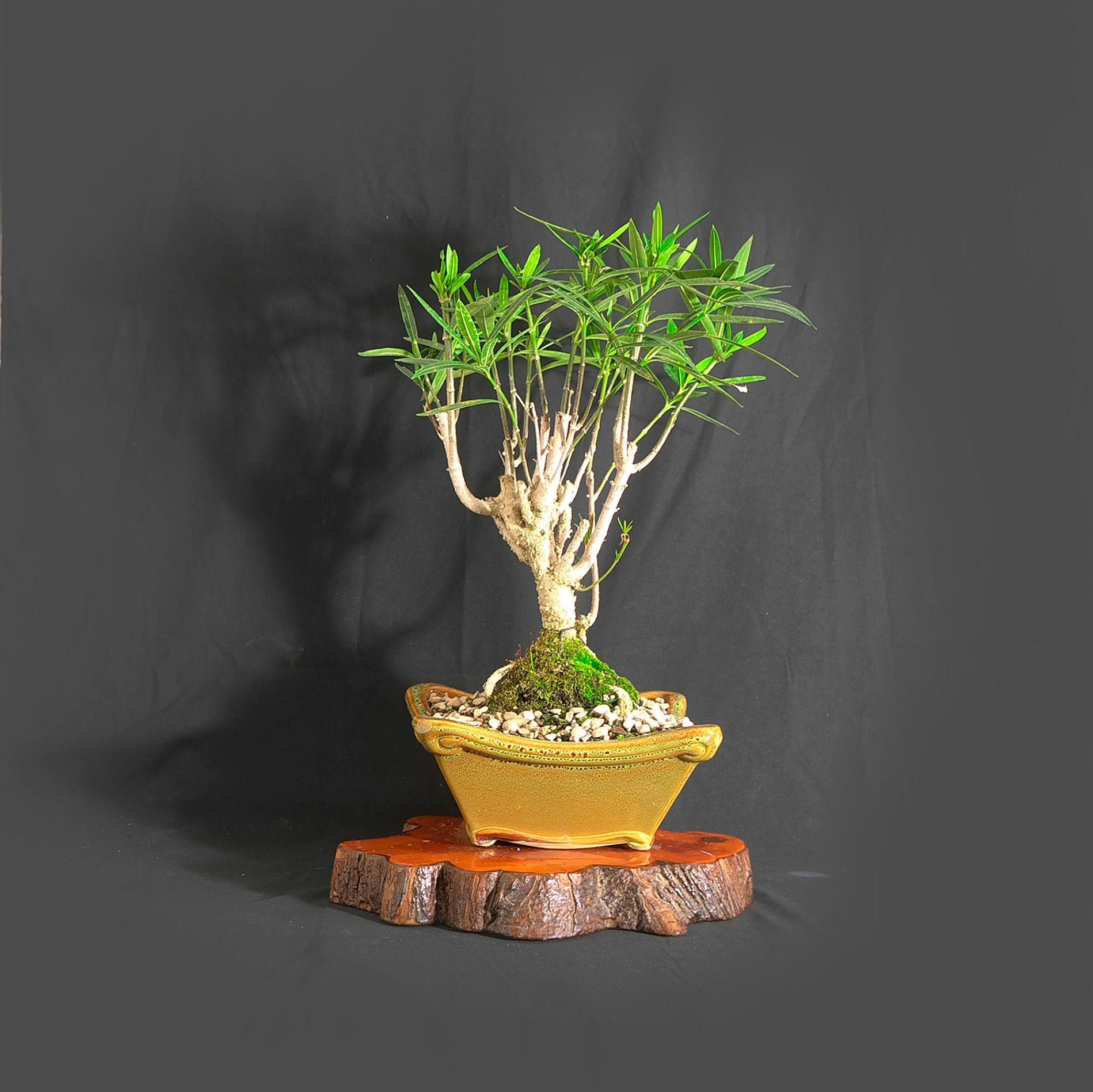 Outdoor & Gardening Home & Living Oleander bonsai tree Original ...