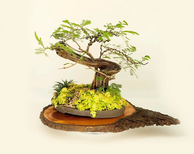 Lead Tree Phoenix Graft Bonsai Composition, leo's Magic Collection From ...