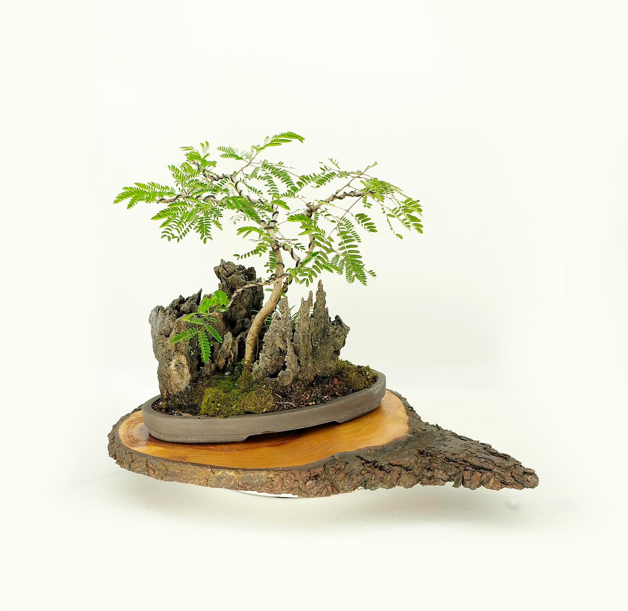 Acacia Bonsai Styles