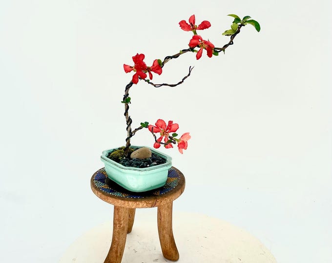 Japanese Quince Bonsai Tree "one of a Kind" Collection From Live Bonsai ...
