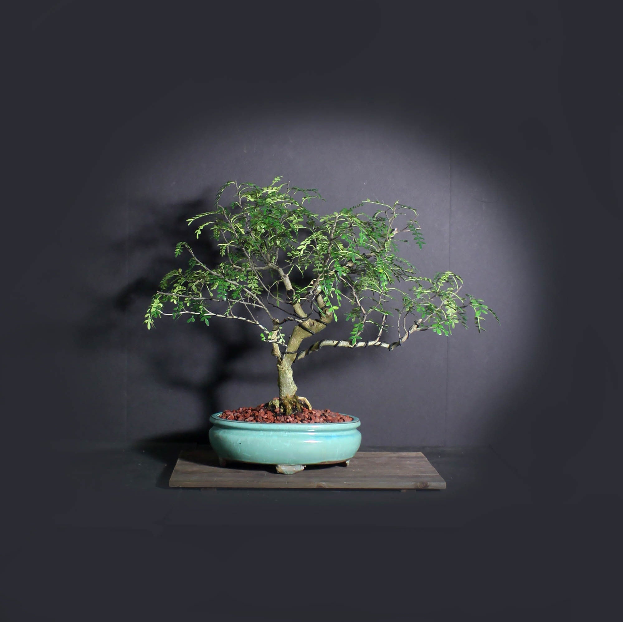 Pepper Tree Bonsai