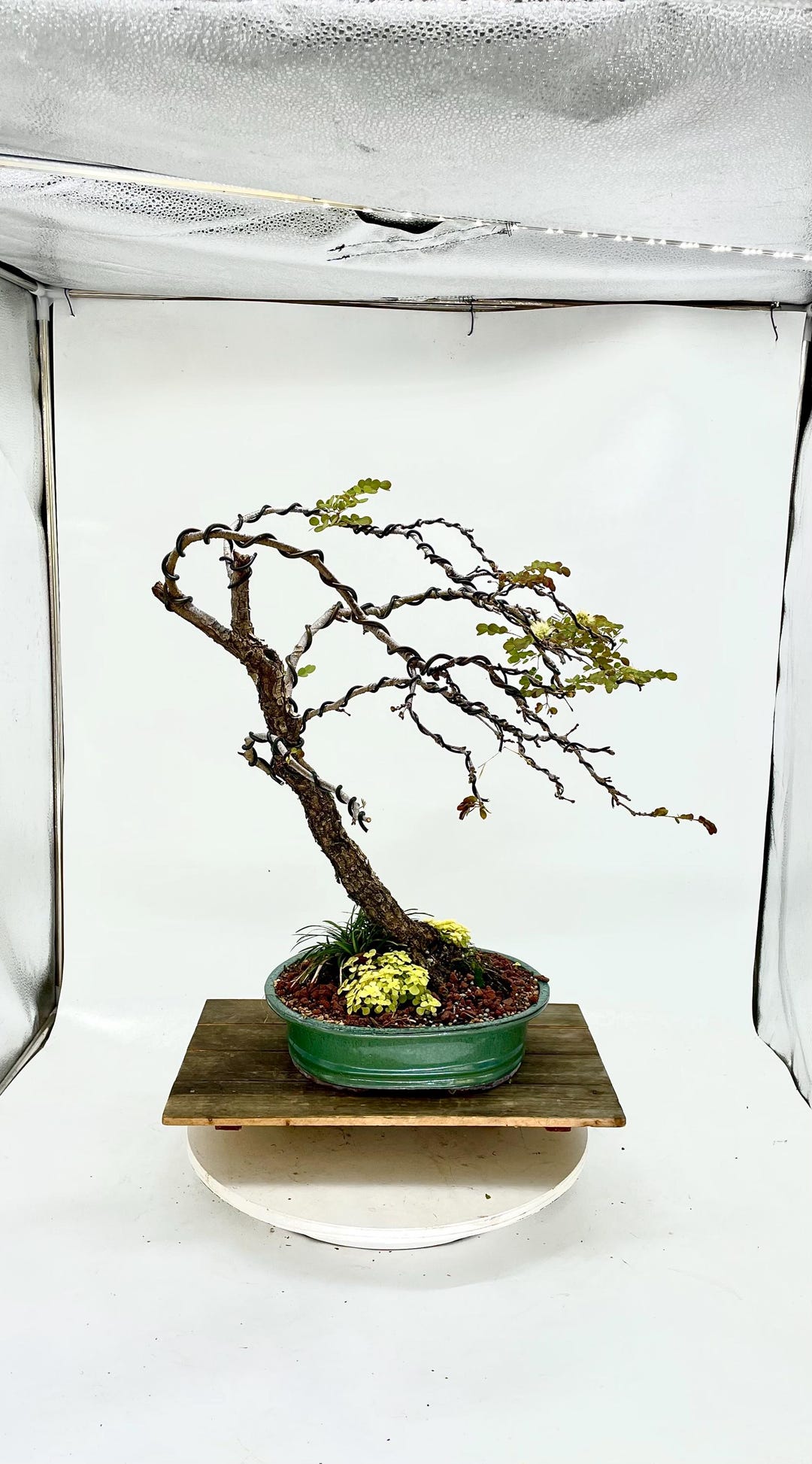 Tropical Mahogany Bonsai Tree, "windswept Drama!" Collection From ...