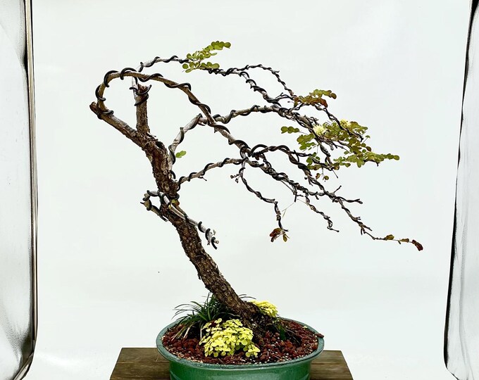 Tropical Mahogany Bonsai Tree, "windswept Drama!" Collection From ...